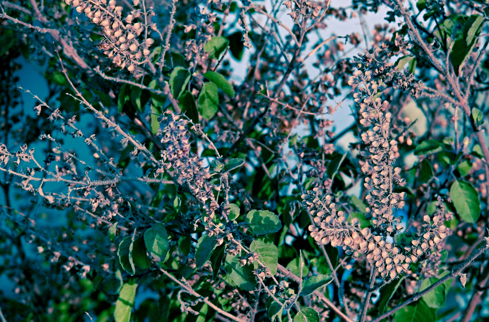 Holy Basil: Our Antioxidant Friend